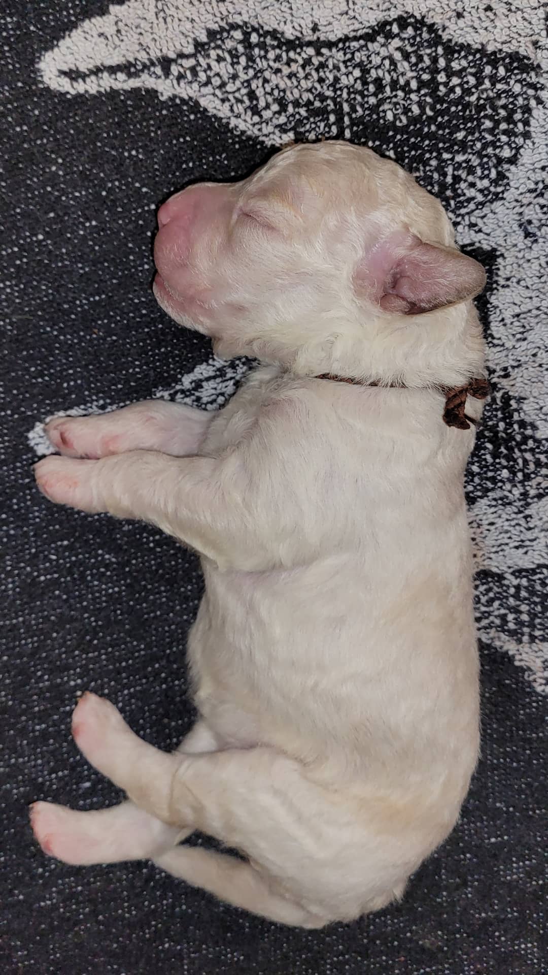 Valpar/Puppies 2022 Foton/Photos :: Kennel Caviroli