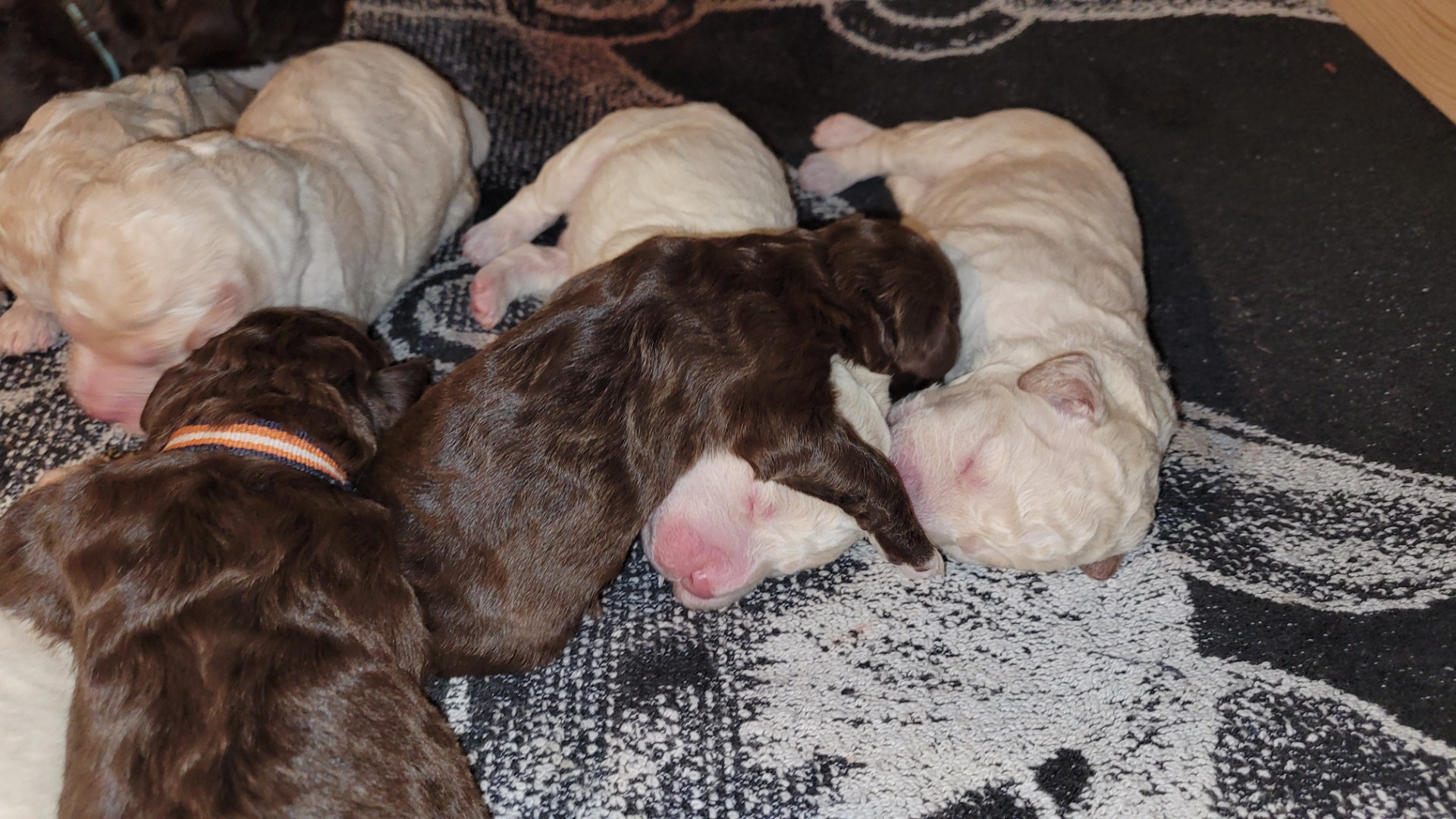 Valpar/Puppies 2022 Foton/Photos :: Kennel Caviroli