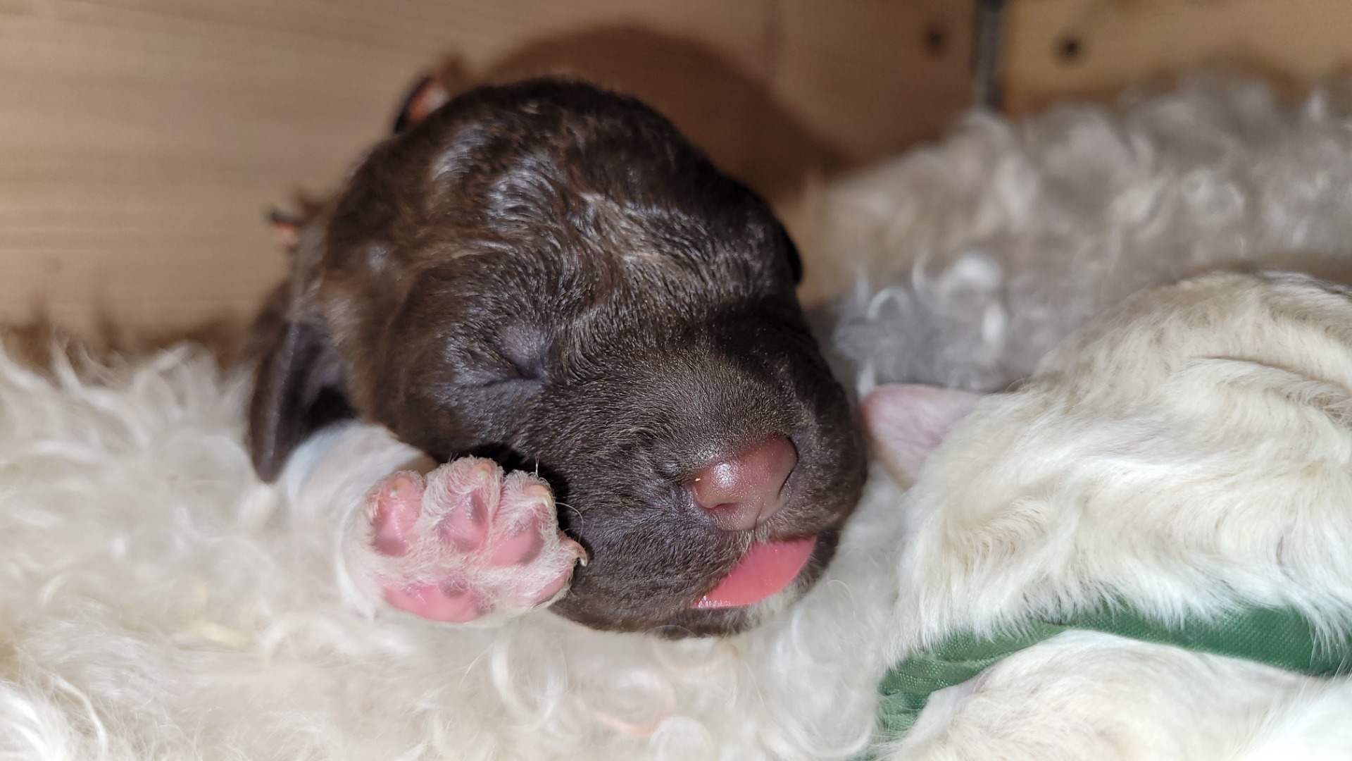 Valpar/Puppies 2022 Foton/Photos :: Kennel Caviroli