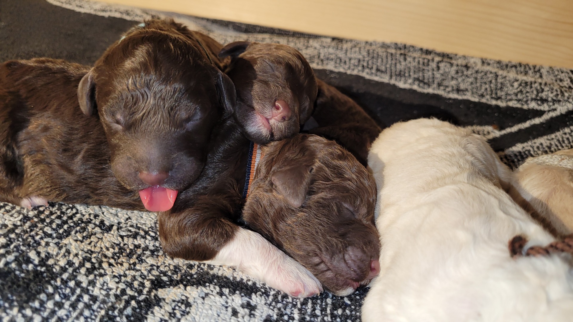 Valpar/Puppies 2022 Foton/Photos :: Kennel Caviroli