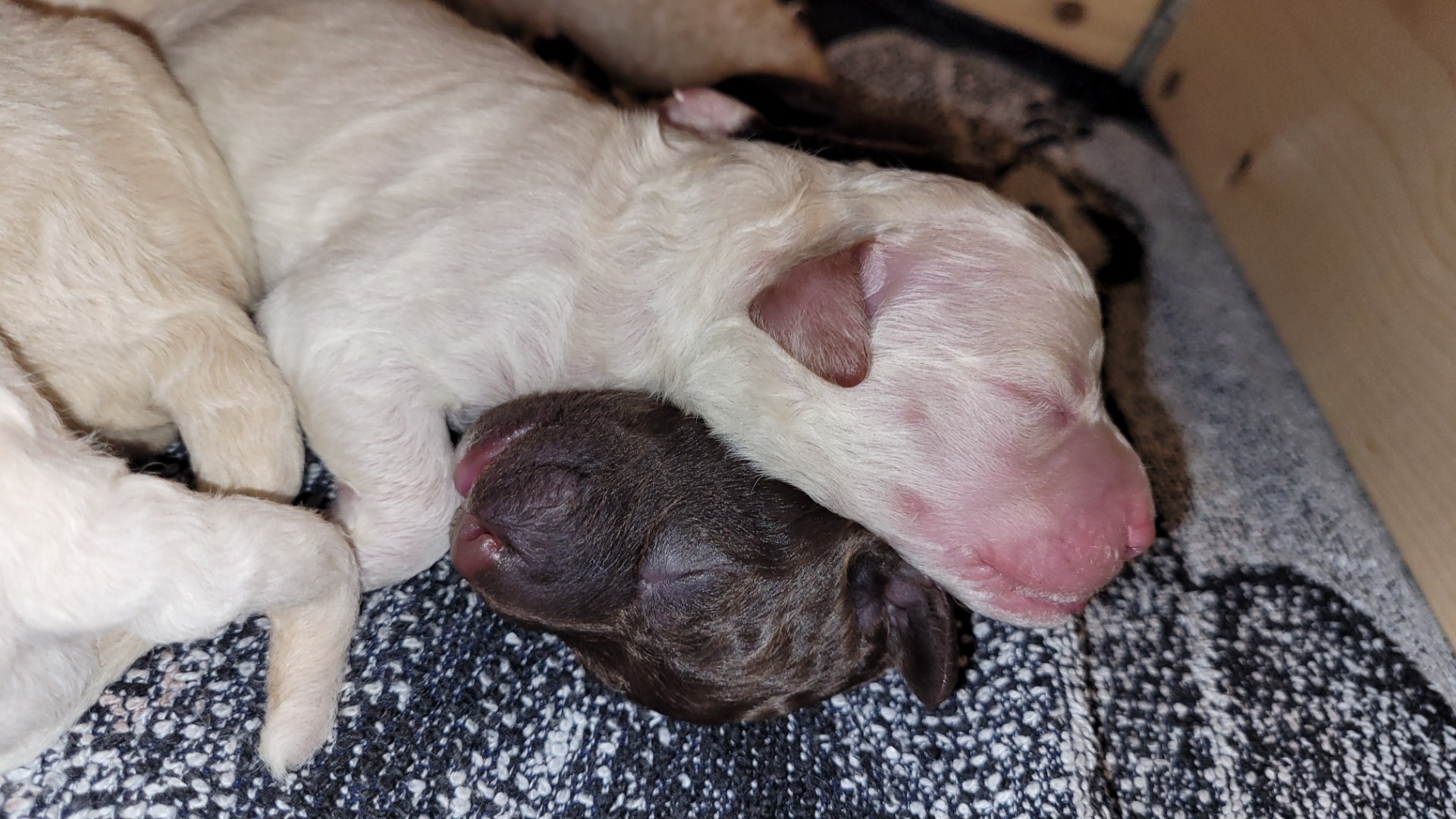 Valpar/Puppies 2022 Foton/Photos :: Kennel Caviroli