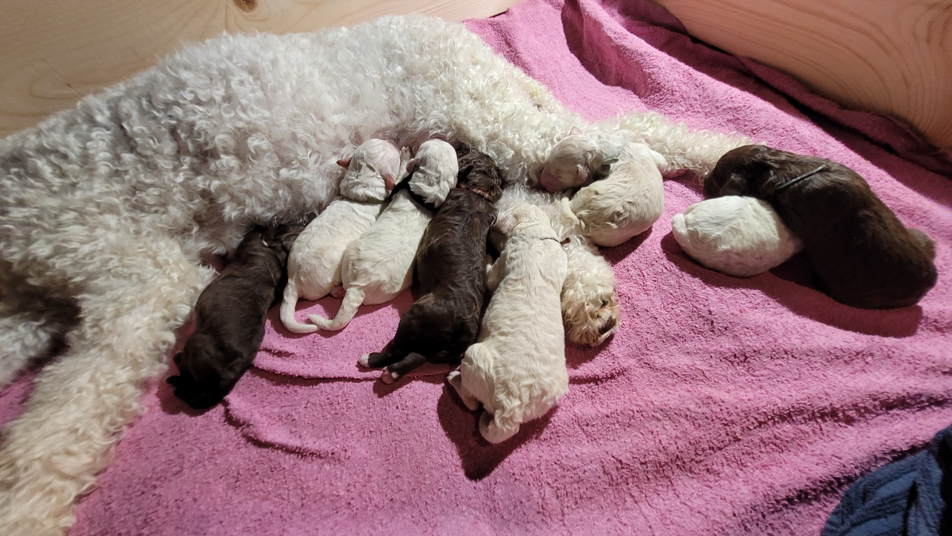 Valpar/Puppies 2022 Foton/Photos :: Kennel Caviroli