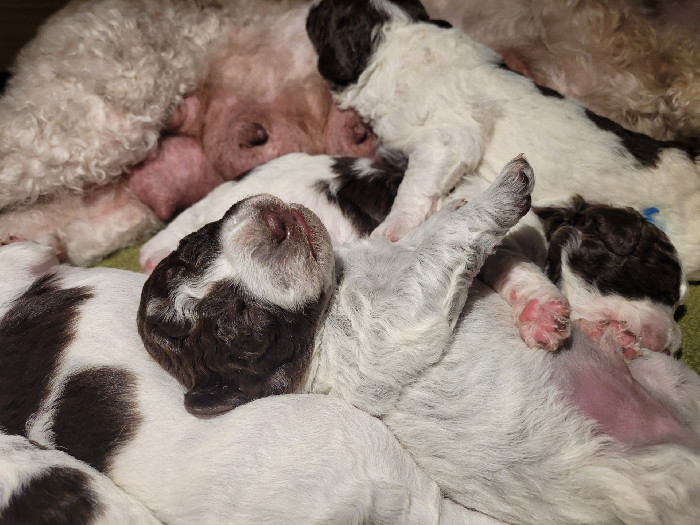 2024 Lissie's & Ettore's valpar :: Kennel Caviroli